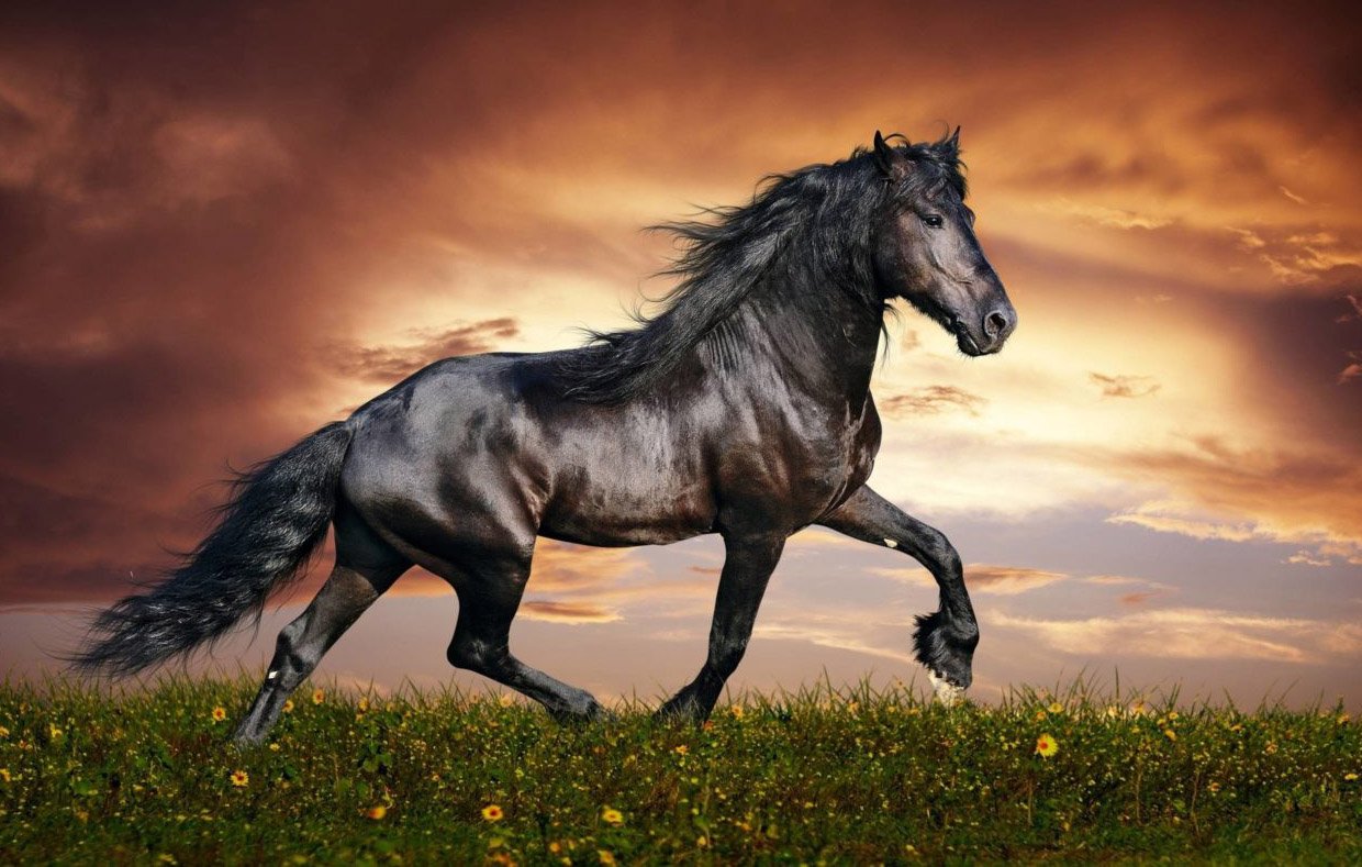 Kuda Perang, Kekuatan dan Keberanian di Medan Pertempuran